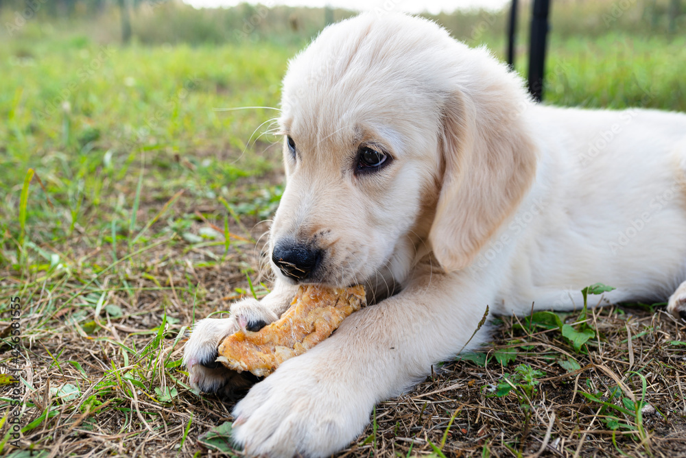 Male golden retriever dog eats a bone from pressed chicken bones ...