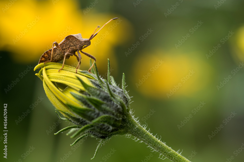 owad, pluskwiak w ogrodzie Stock Photo | Adobe Stock