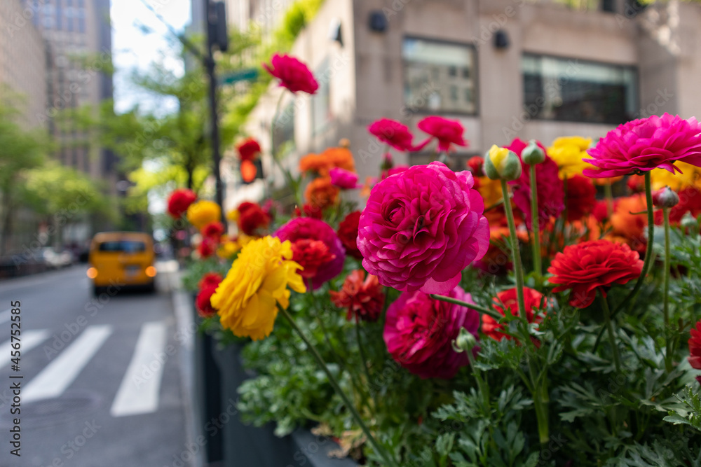 Colorful Flowers along a Street in Midtown Manhattan during Spring in ...