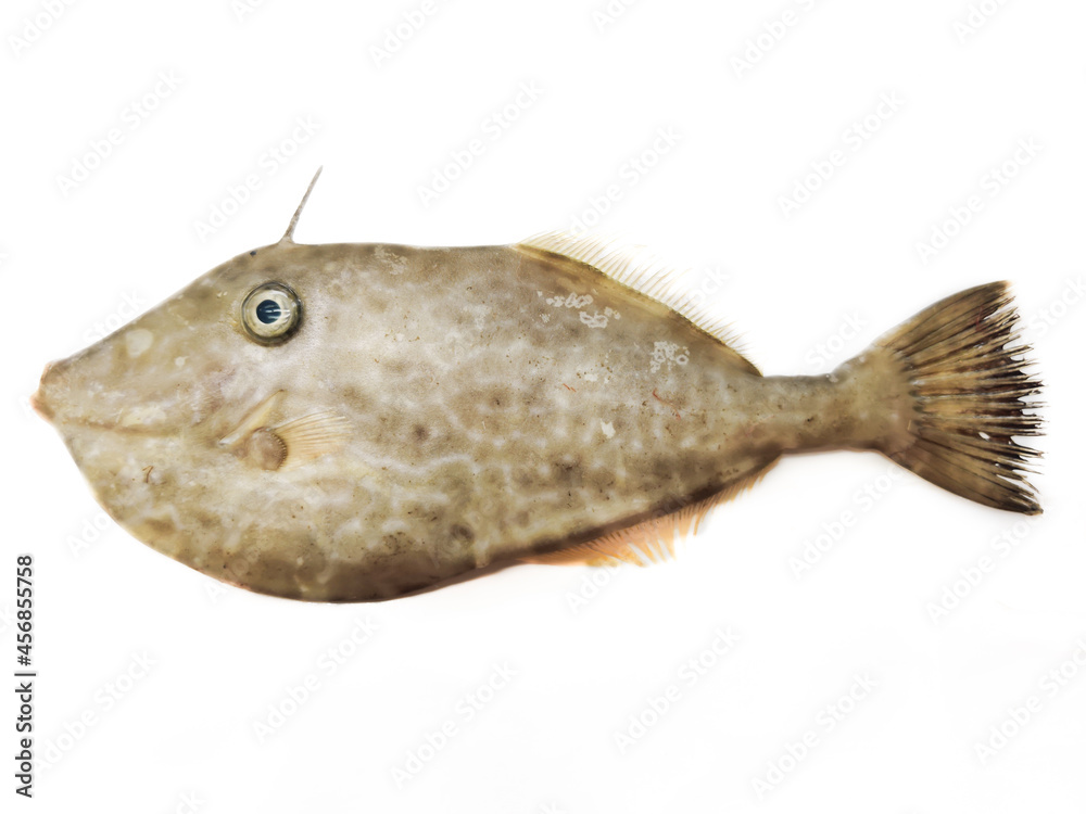 Leather Jacket Fish also known as Unicorn Leather Jacket fish Isolated ...