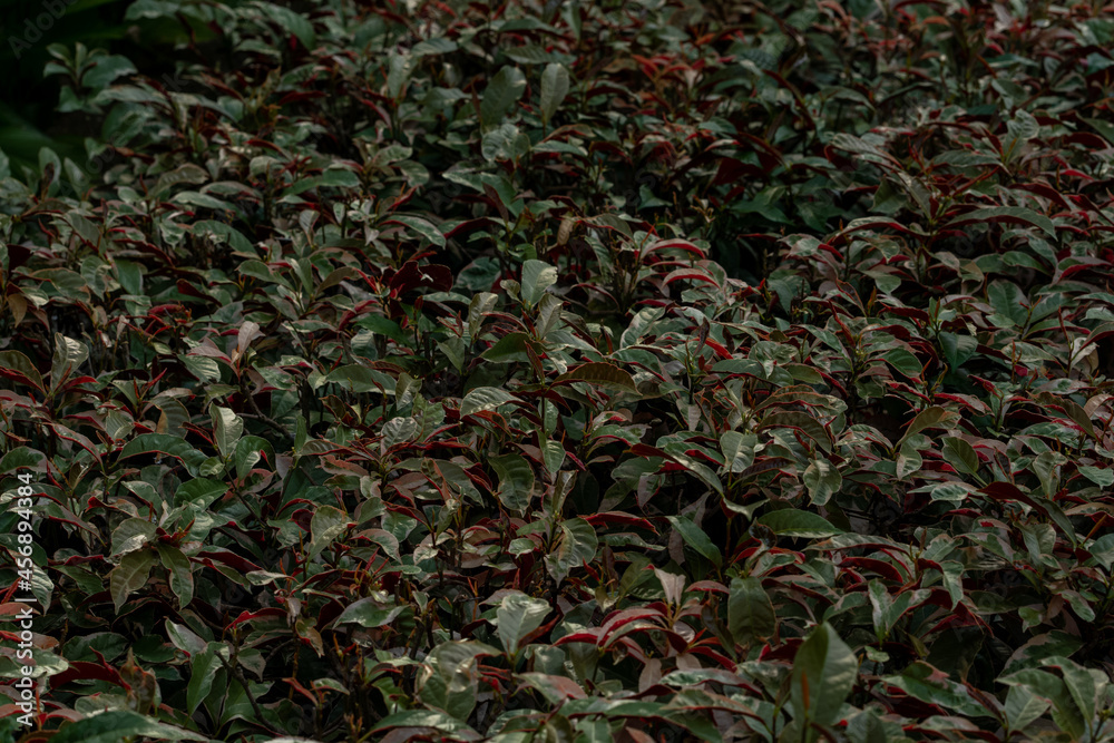 Blindness tree also know as Chinese croton. Perfect for full frame ...