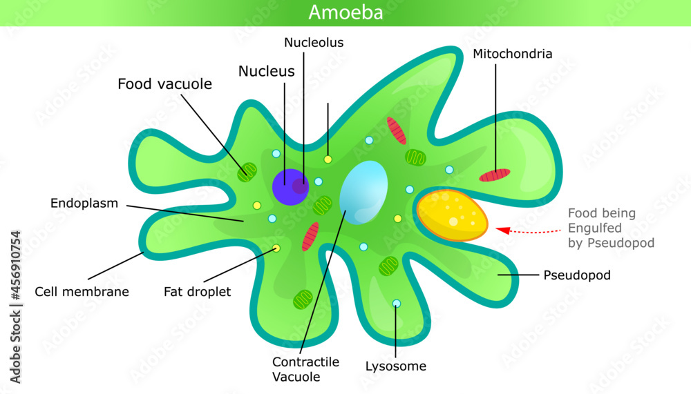 Diagram of amoeba with labeled parts Stock Vector | Adobe Stock