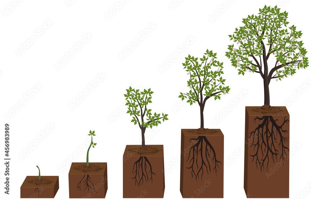 Five stages of growing maple tree diagram. Stock Vector | Adobe Stock