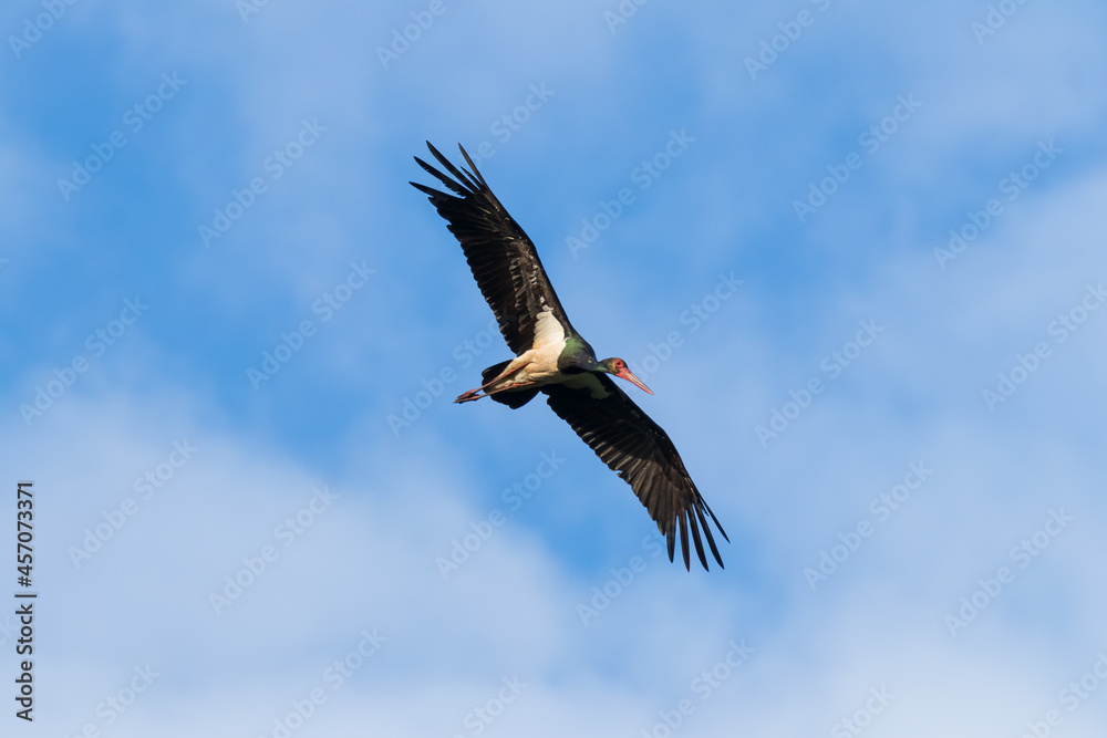 In the sky soars the black stork, Ciconia nigra, an exceptionally ...