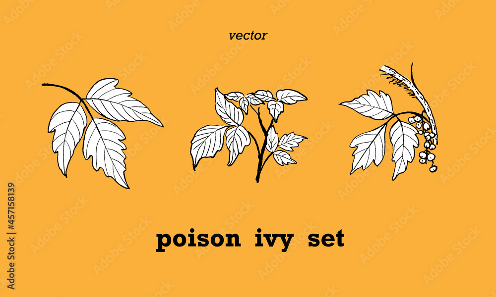 Set of hand drawn illustrations of Poison ivy plant- led, branch, and ...