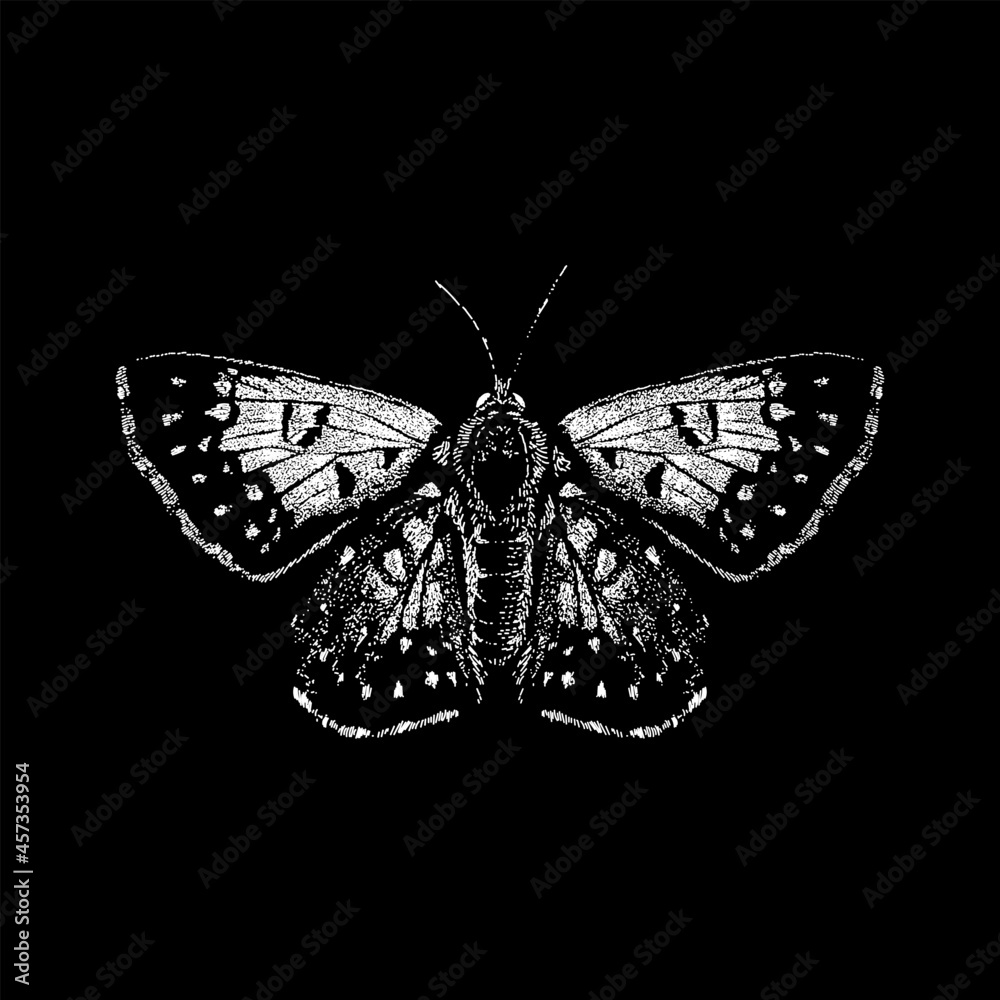 butterfly vector drawing illustration. vector isolated element on the ...