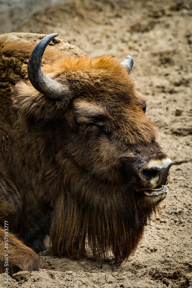 zoo animals, zoo, animals, wild animals, elephant, alligator, panda ...