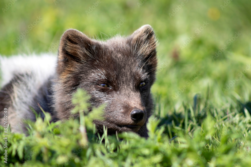 Arctic fox at Hornstrandir Nature Reserve, Westfjords, Iceland. Molting ...