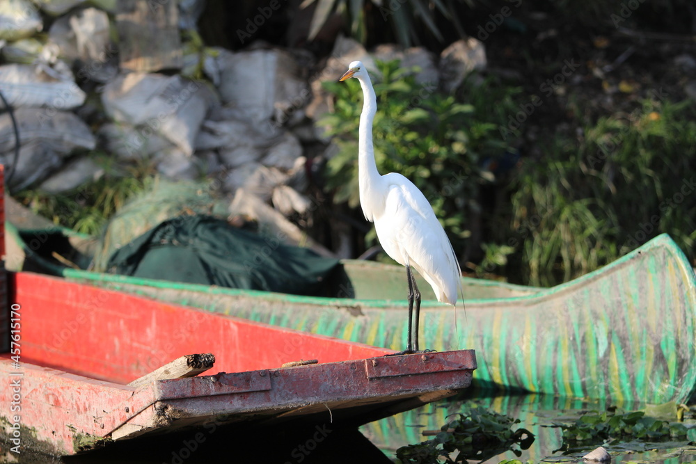 Garza blanca parada en una canoa de xochimilco Stock Photo | Adobe Stock