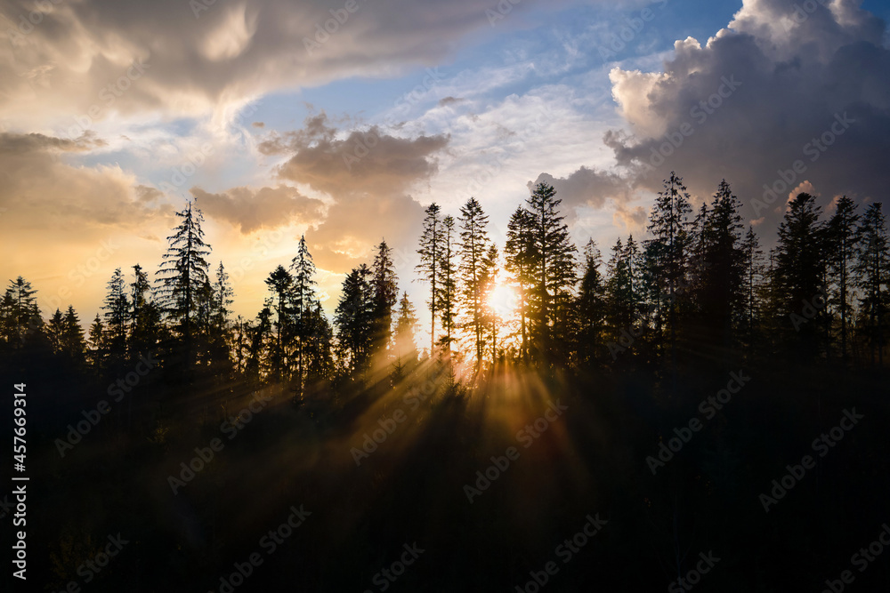 Dark green pine trees in moody spruce forest with sunrise light rays ...