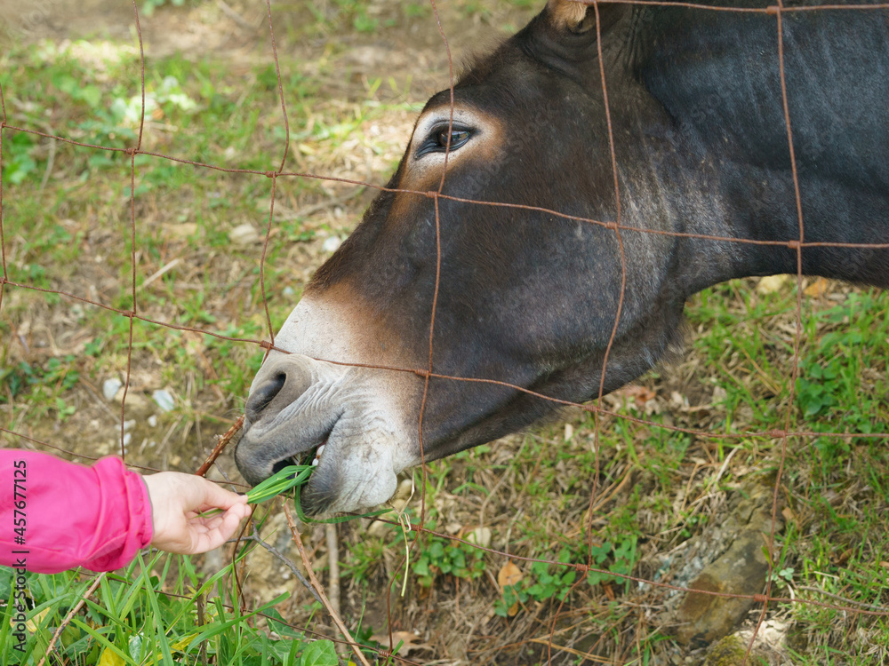Feeding of donkey on the farm in Basque Autonomous Community / Basque ...