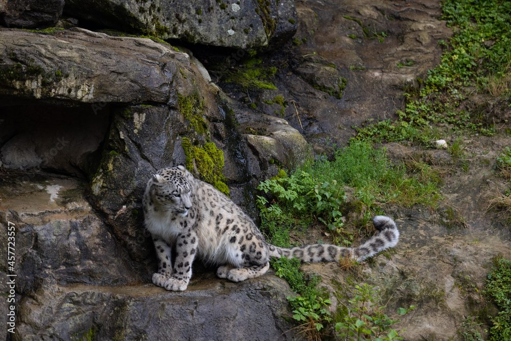 Wonderful snow leopard is relaxing on the rock and looking for food. A ...