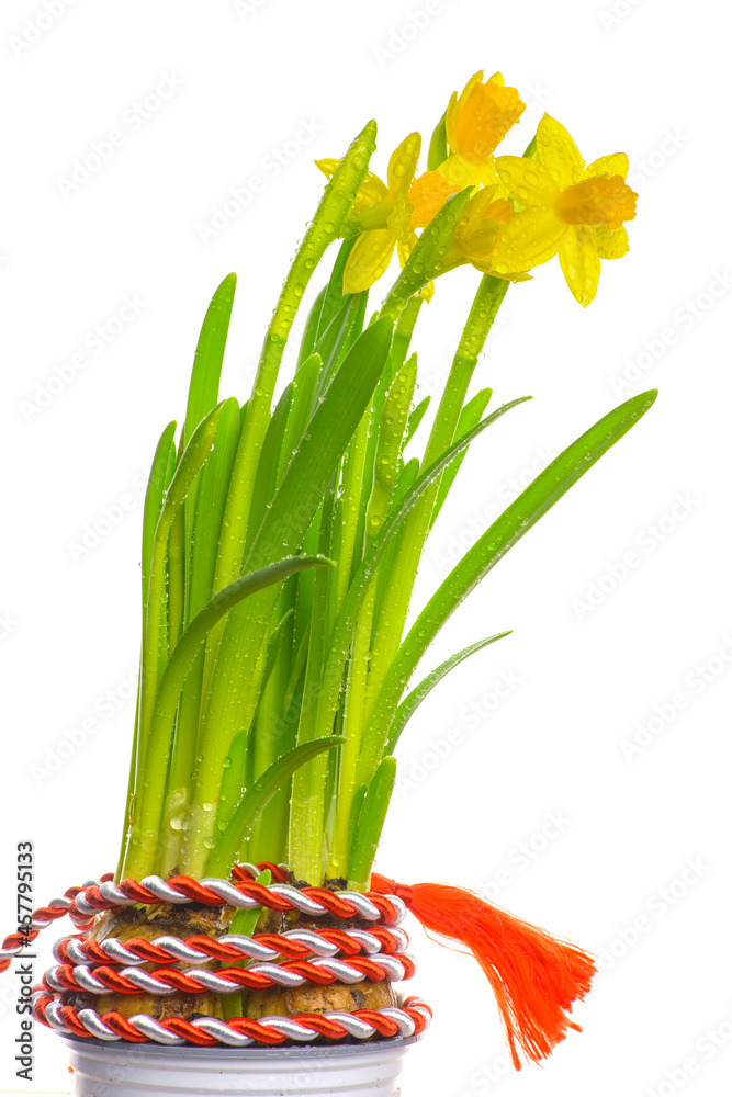 Martisor and daffodils on white background. 1st of March Romanian ...