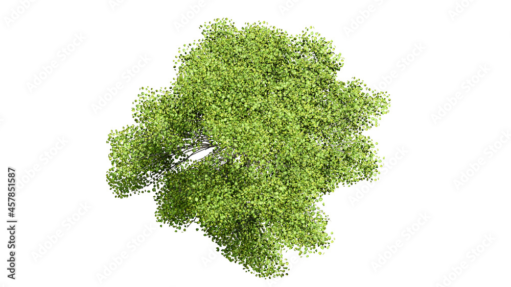 Top view 3D tree isolated on white background, for use visualization in ...