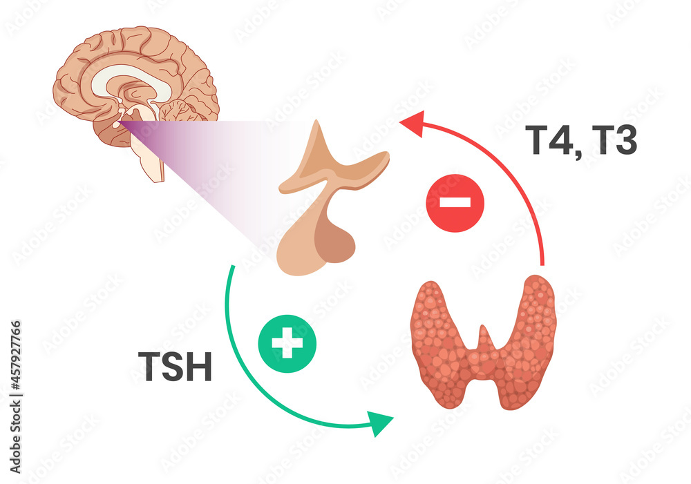 Hypothalamus pituitary thyroid axis Stock Vector | Adobe Stock