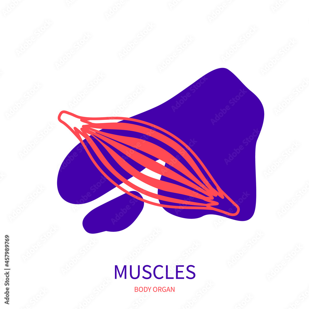 Muscle tissue diagram of muscular system. Body outline icon on abstract ...