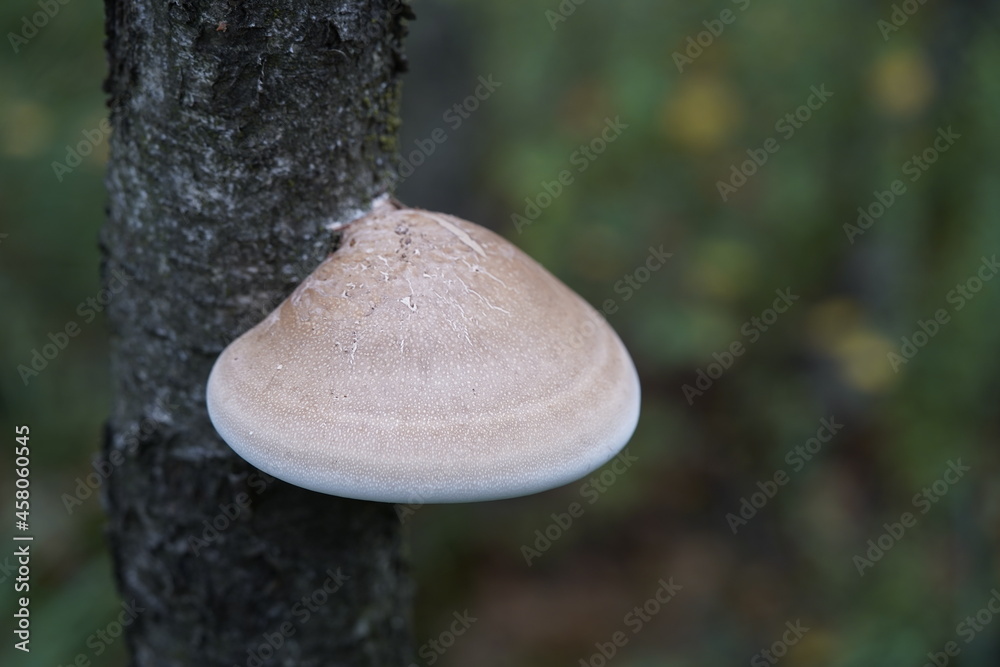 Fomitopsis betulina (previously Piptoporus betulinus), commonly known ...