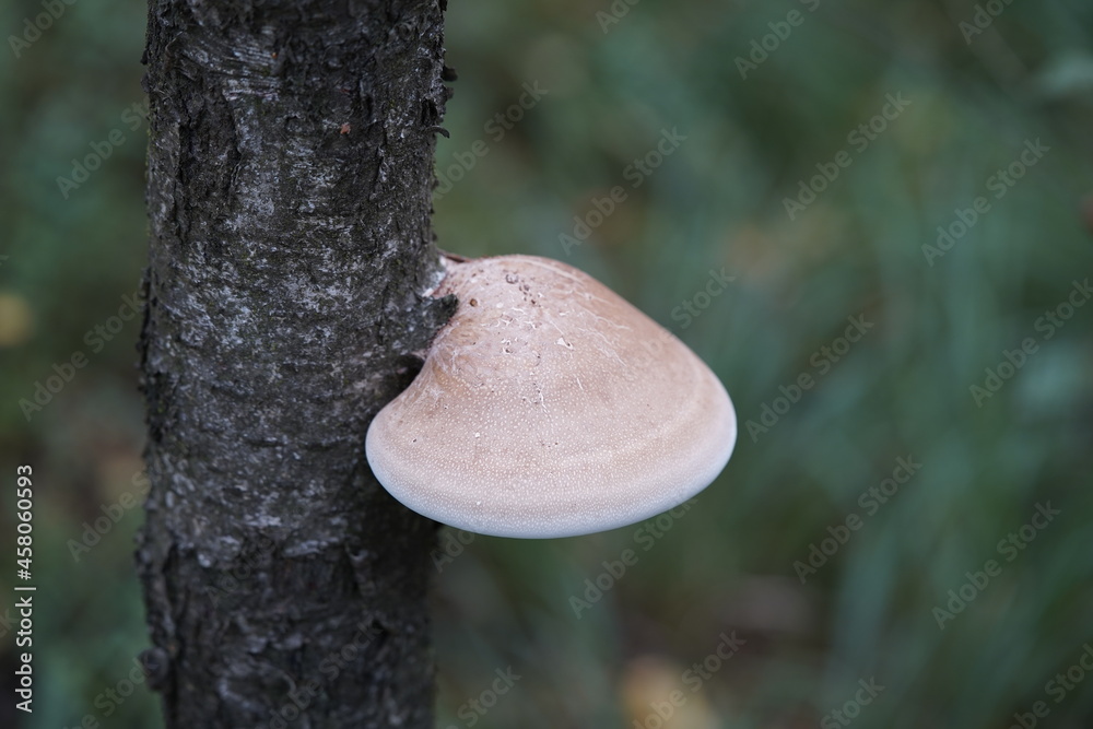 Fomitopsis betulina (previously Piptoporus betulinus), commonly known ...