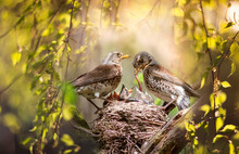 Spring Birds And Nest Free Stock Photo - Public Domain Pictures
