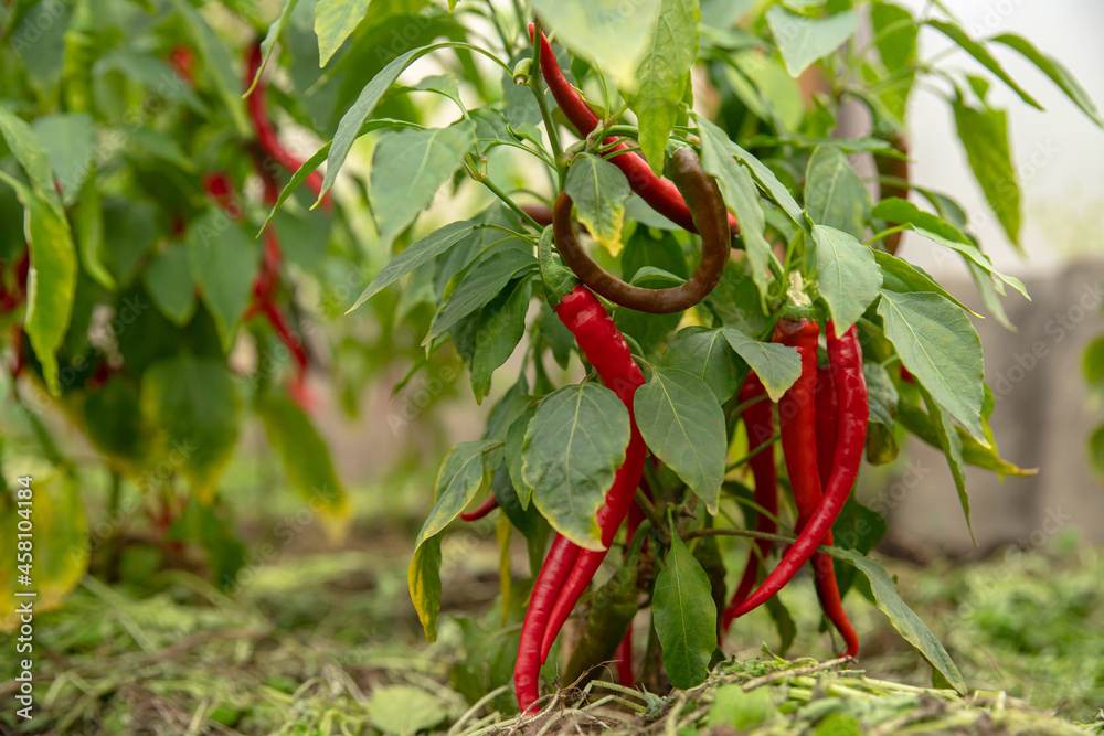 Thin red peppers grow on a bush in a greenhouse. Stock Photo | Adobe Stock