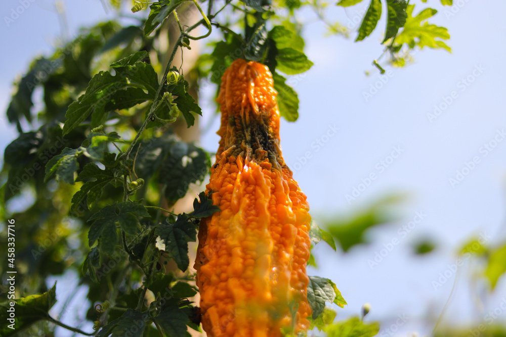 Bitter melon (Momordica charantia, bitter gourd, bitter squash) turned ...