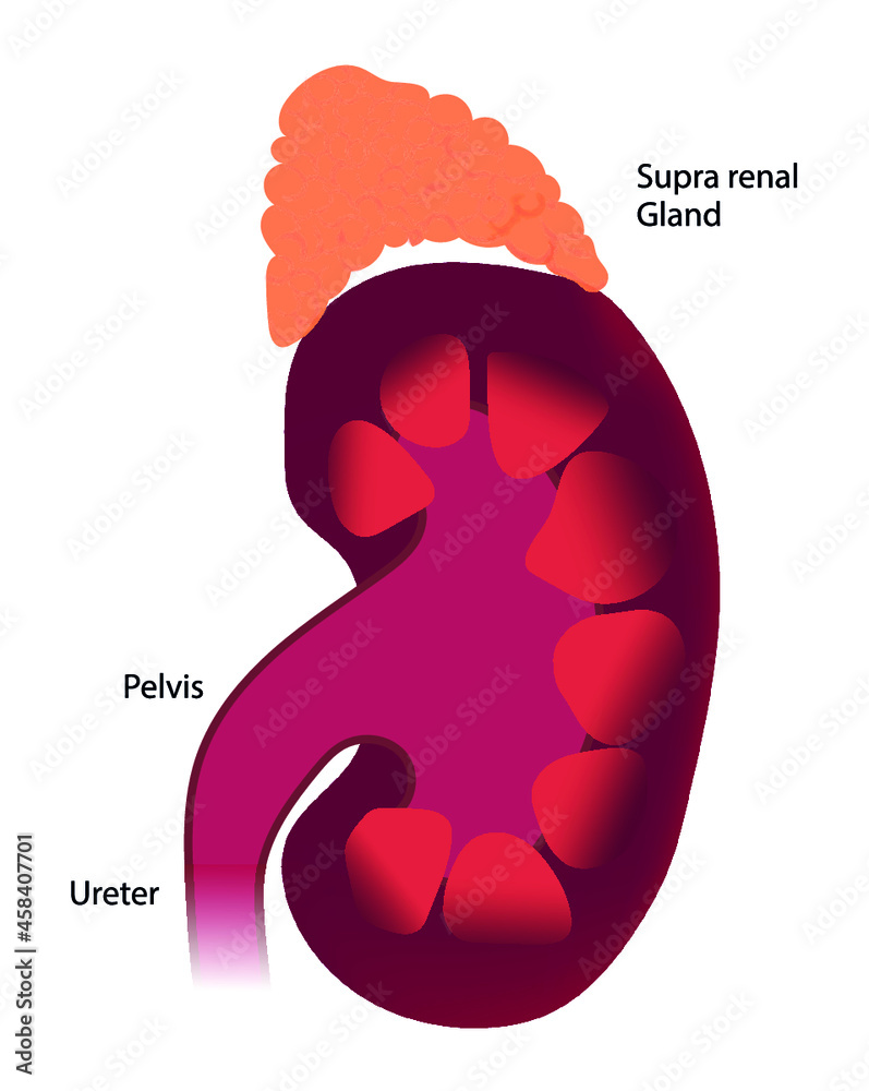 Kidney anatomy cross section view. Stock Vector | Adobe Stock