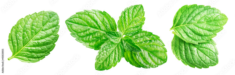 Set of juicy mint leaves. Many mint leaves, one leaf and two leaves ...