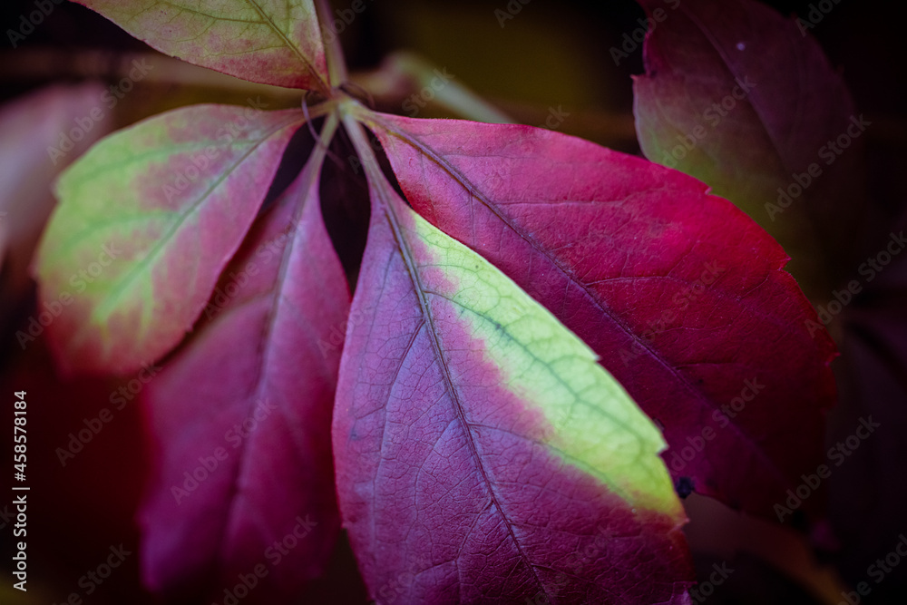 Beautiful Virginia creeper also called five-finger Ivy leaves as autumn ...