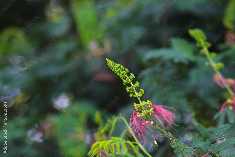 Calliandra calothyrsus with buds and open flowers. Its also known as ...