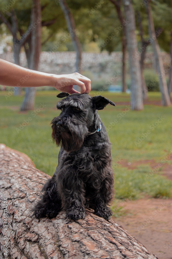 Arm of a person touching the puppy's head while looking to the left in ...