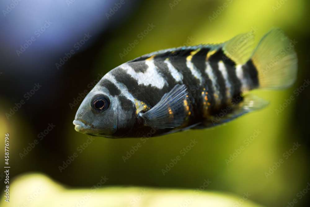 Convict cichlid (Amatitlania nigrofasciata) in home aquarium. Zebra ...