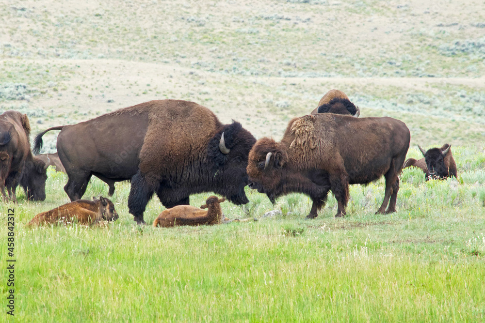 Bison family Stock Photo | Adobe Stock