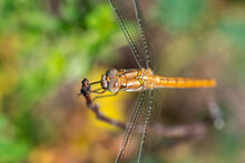 Yellow Damselfly Close-up Free Stock Photo - Public Domain Pictures