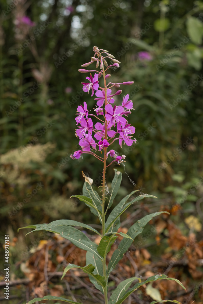 Blooming Fireweed. Epilobium angustifolium.Willow-herb isolated on ...