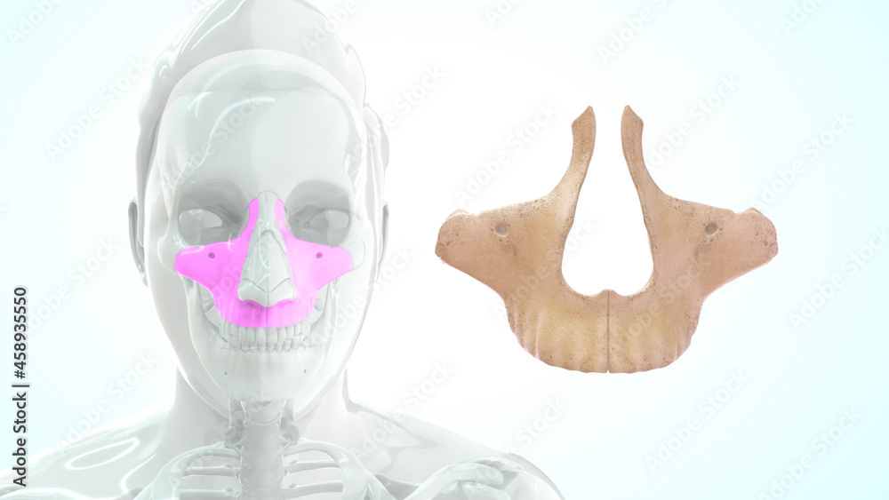 Maxillary bone human anatomy 3d illustration Stock Illustration | Adobe ...