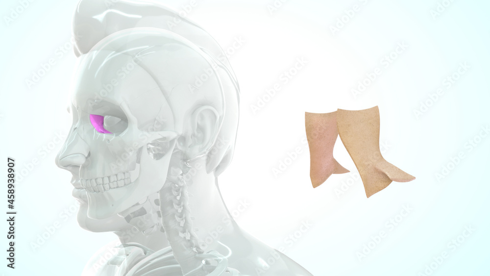 Lacrimal bone-a small bone forming part of the eye socket. Stock ...