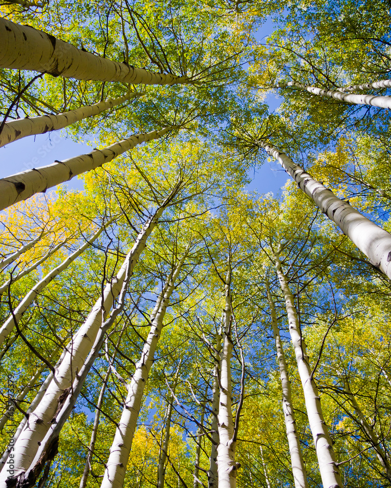 Aspen Tree Tops - View of Aspen tree crowns and trunks with new fall ...