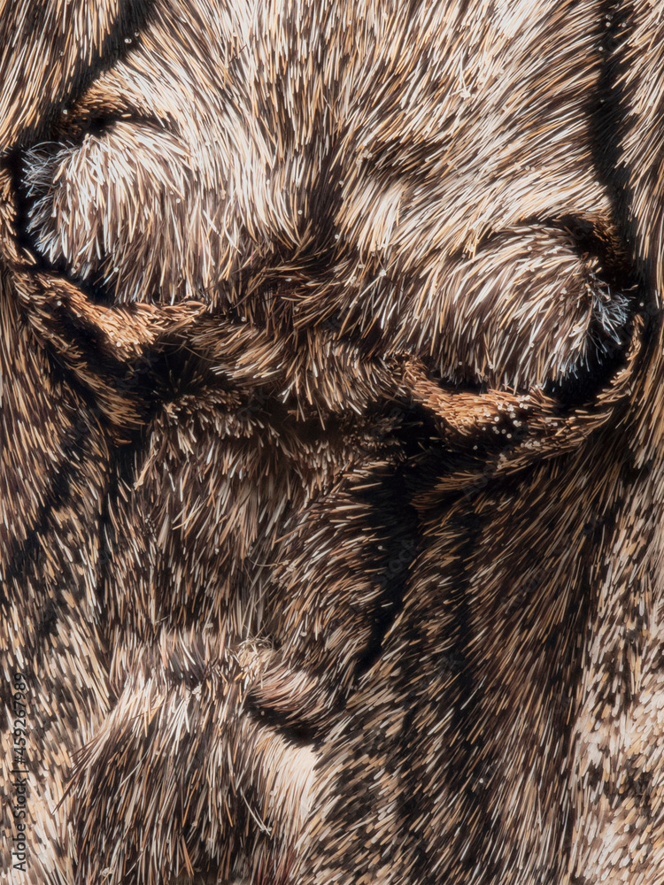 Super macro of hawk moth hairs and scales. Natural patterns on the ...