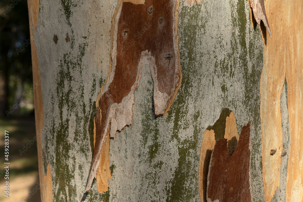 Texture of mature eucalyptus tree trunk Stock Photo | Adobe Stock