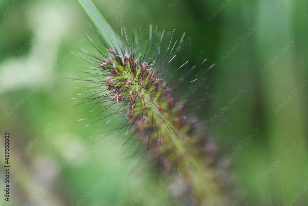 Dwarf fountain grass spikes. Poaceae perennial grass. It is a weed ...