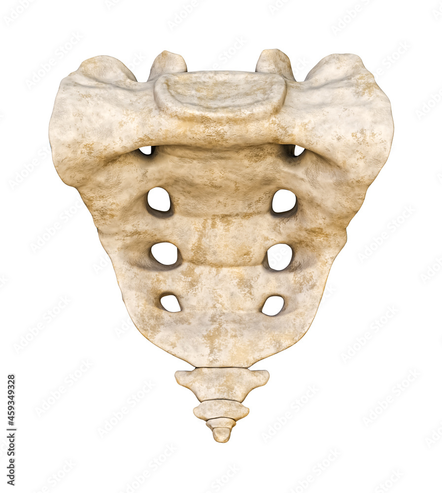 Illustration Stock Detailed anterior face or front view of human sacrum ...