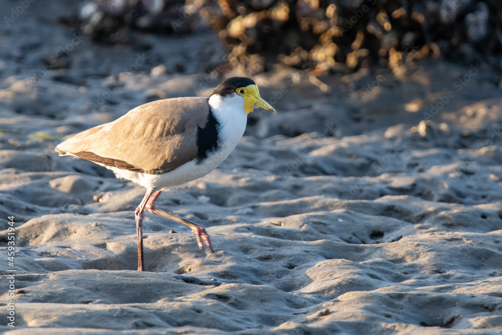 Masked Lapwing also known as a Plover bird hunting in the bay Stock ...
