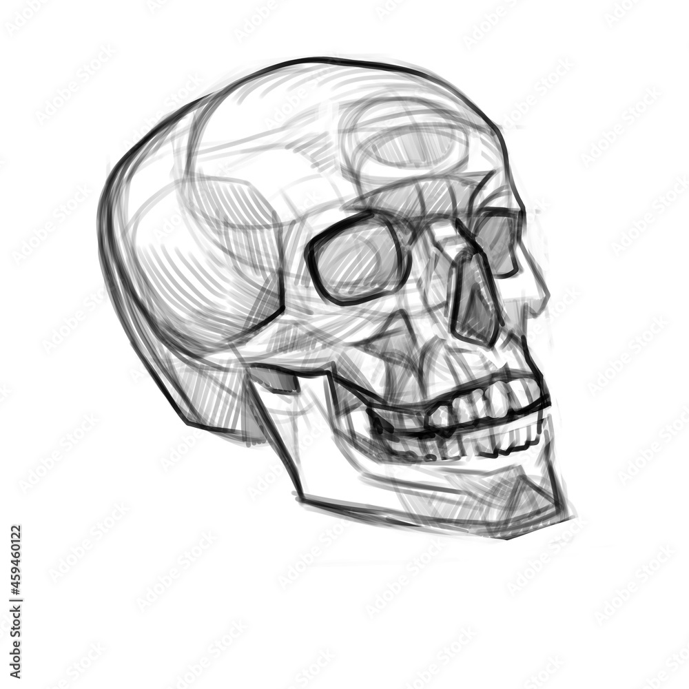 Sketch academic drawing skull digital art. human skillet isoletad on ...