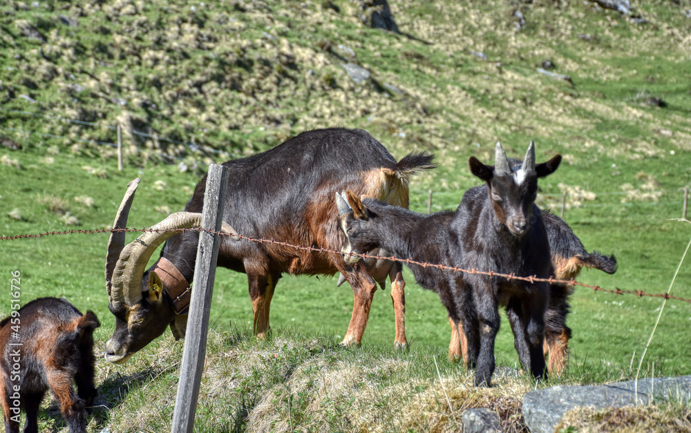 Pinzgauer Ziege, Ziege, Gebirgsziege, Horn, Hörner, Ziegenbock ...