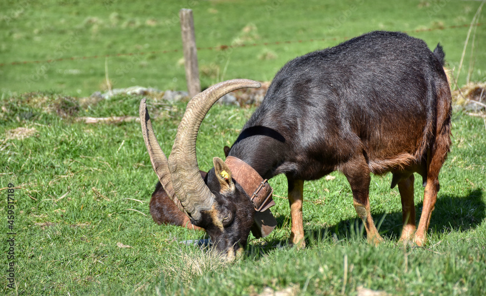 Pinzgauer Ziege, Ziege, Gebirgsziege, Horn, Hörner, Ziegenbock ...