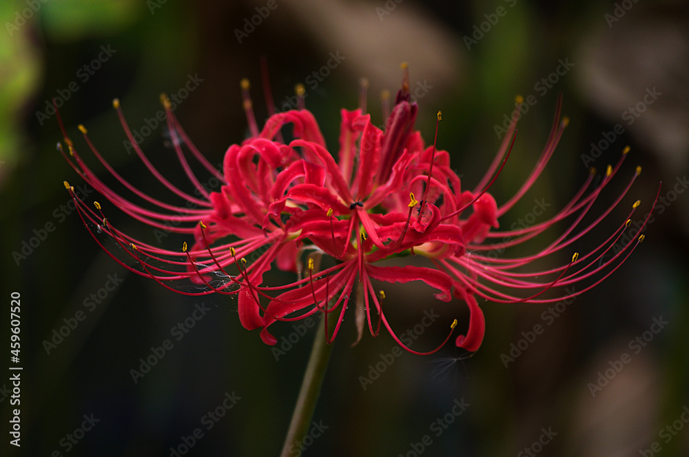 red spider lily Stock Photo | Adobe Stock
