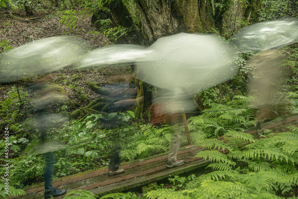 Wao! look like Japanese little "kasa obake "monster Kasa-obake are a ...