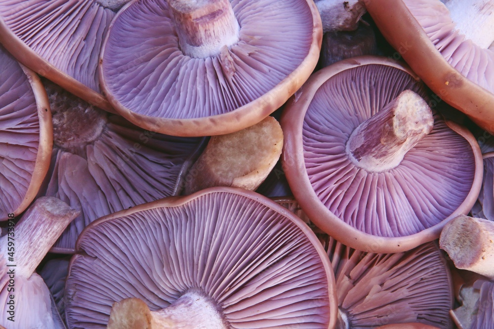 Clitocybe nuda, comúnmente conocido como la madera blewit (pie azul) y ...