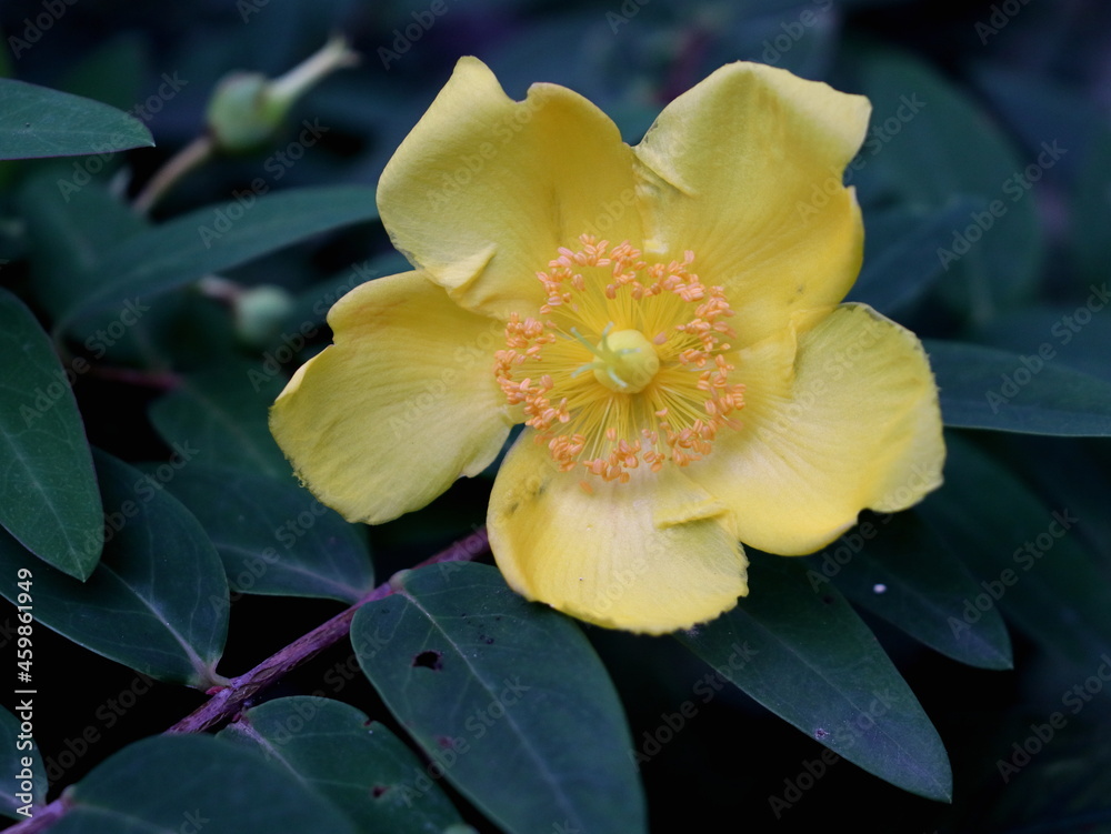 PLANTA DEL HIPÉRICO (HYPERICUM PERFORATUM) EN FLORACIÓN. DETALLES DE LA ...