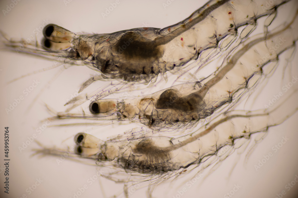 Closeup post-larva stage of Vannamei shrimp in light microscope, Shrimp ...